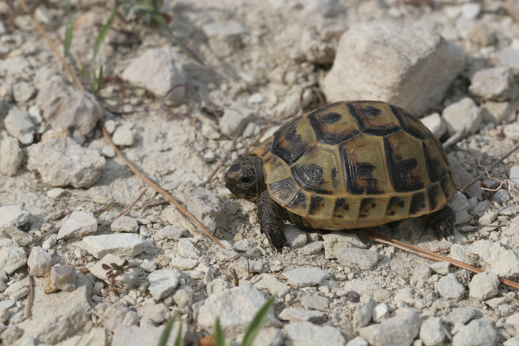 Greek Tortoise in April 2010 by Heiner Ziegler · iNaturalist