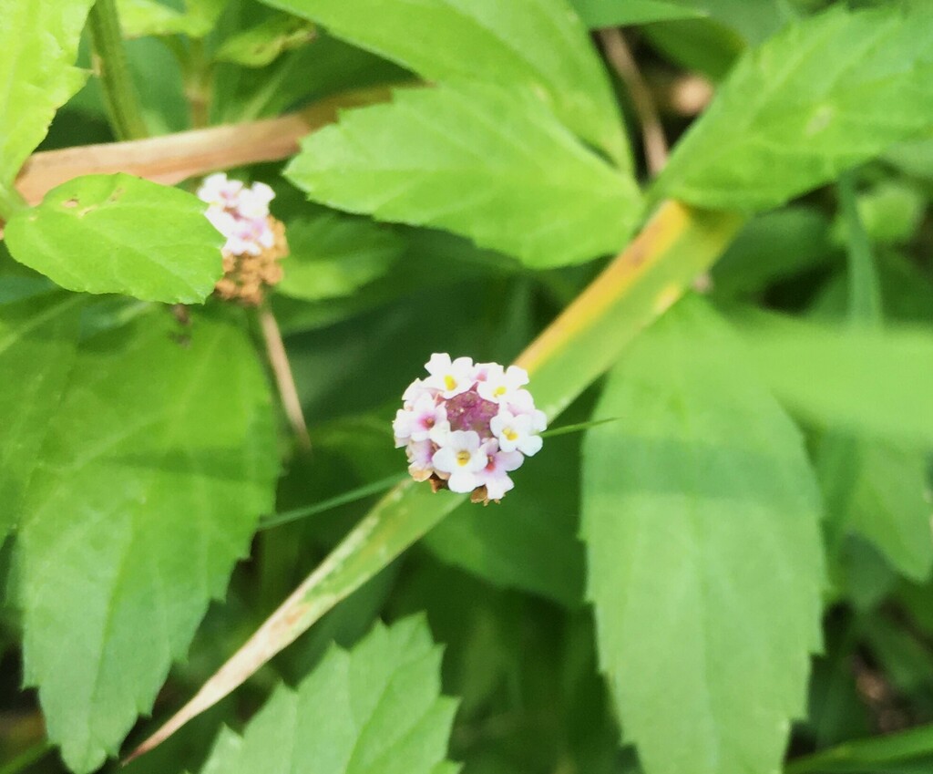 lanceleaf frogfruit from N Broyles St, Farmington, AR 72730, USA on ...