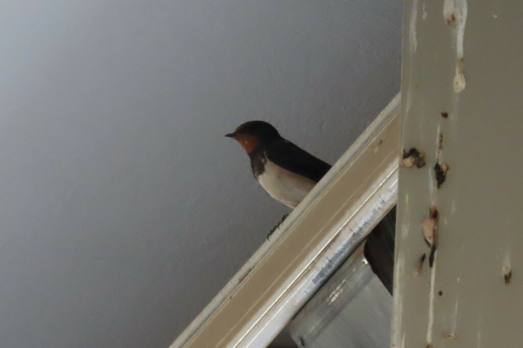 Barn Swallow from Central Greece, Thessaly and Central Greece, GR on ...