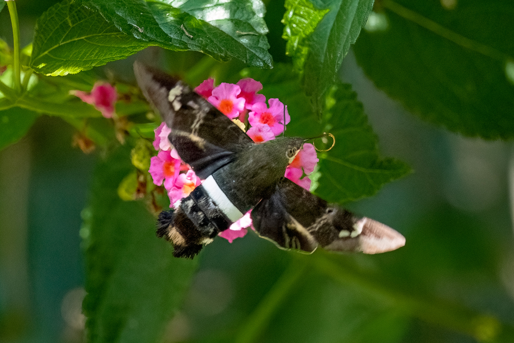Clavipes Sphinx from Jurica Pinar, 76100 Santiago de Querétaro, Qro ...