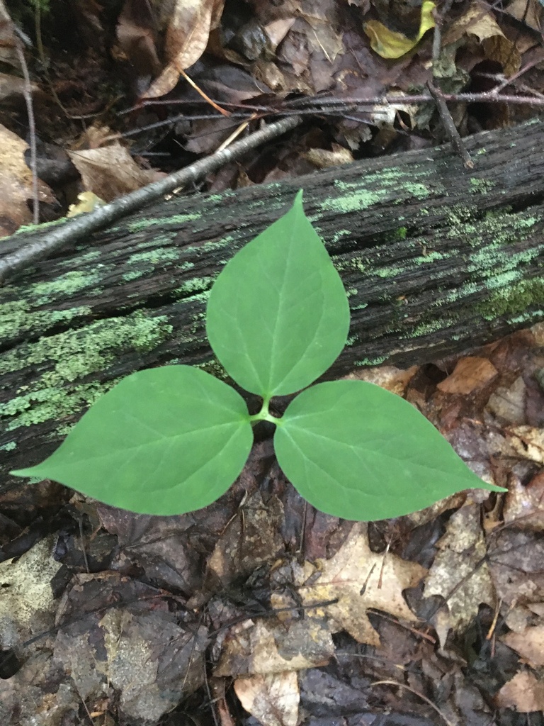 painted trillium from Pauls Ln, Swanton, MD, US on July 27, 2022 at 01: ...