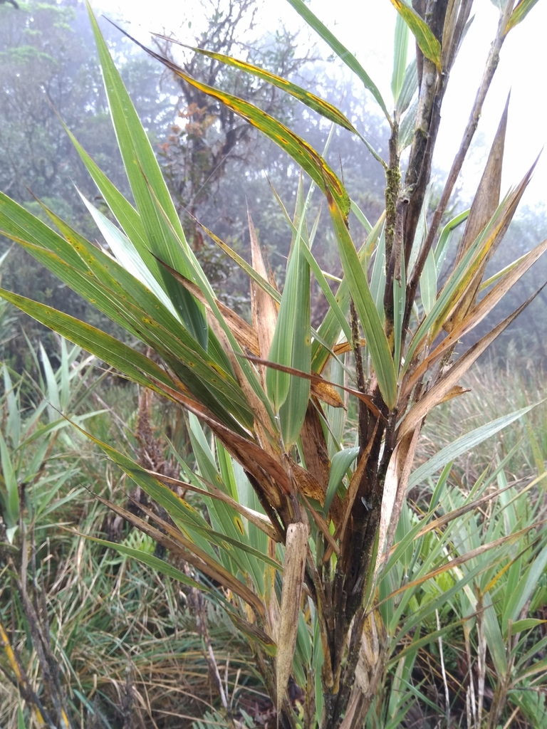 Chusquea tessellata from Rondón, CO-BY, CO on July 08, 2018 at 11:49 AM ...