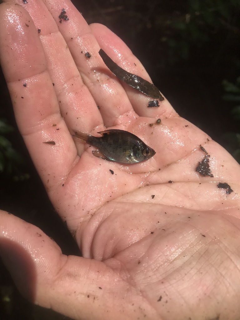 Flier in July 2022 by Adrian Macedo · iNaturalist