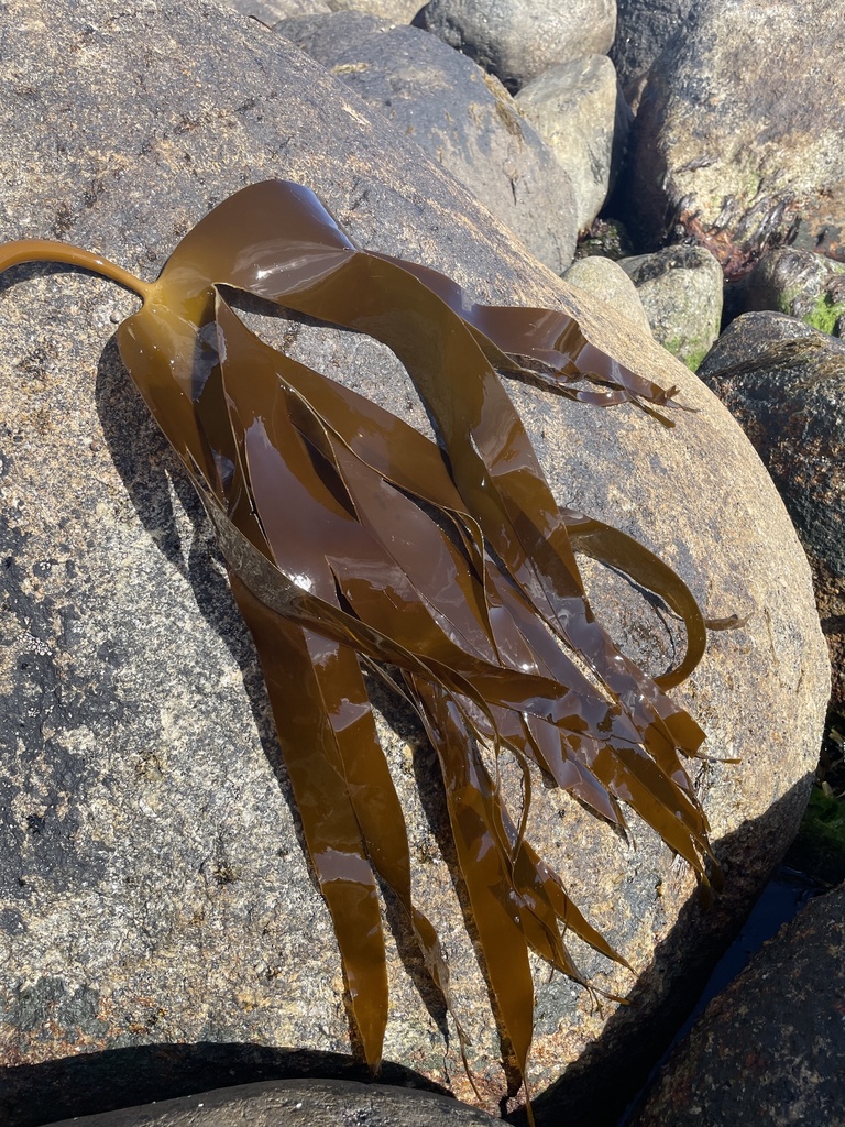 Oarweed from Nærbø, Rogaland, NO on July 27, 2022 at 03:58 PM by Wesley ...