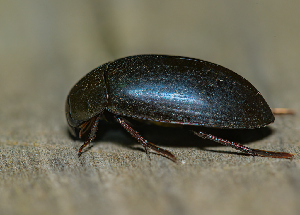 Hydrochara from Indiana Dunes National Lakeshore, Porter, Indiana ...