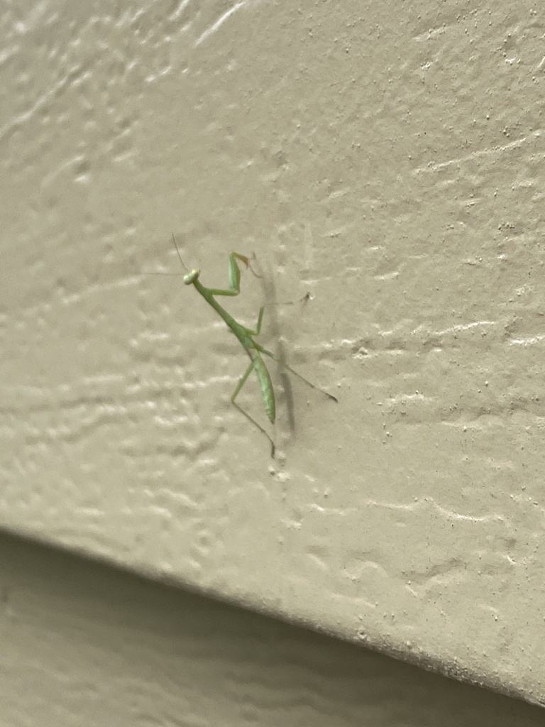 Carolina Mantis from Winston Ave, Baltimore, MD, US on July 27, 2022 at ...
