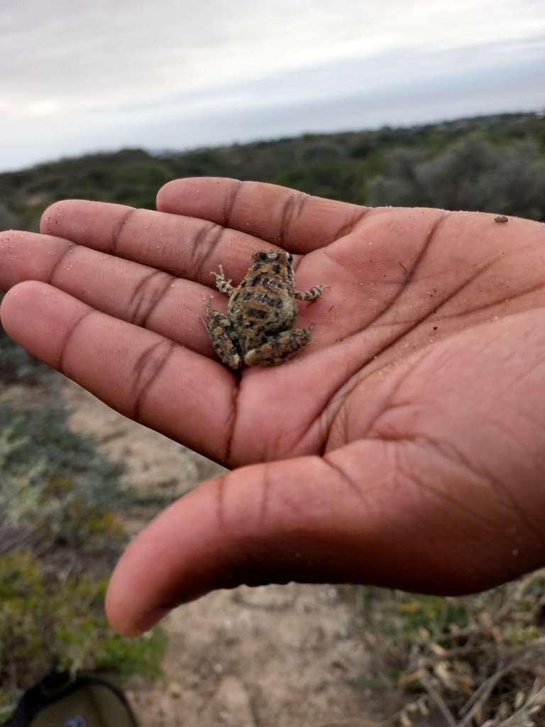 Cape sand frog from Table Bay Nature Reserve- Rietvlei Section on May ...