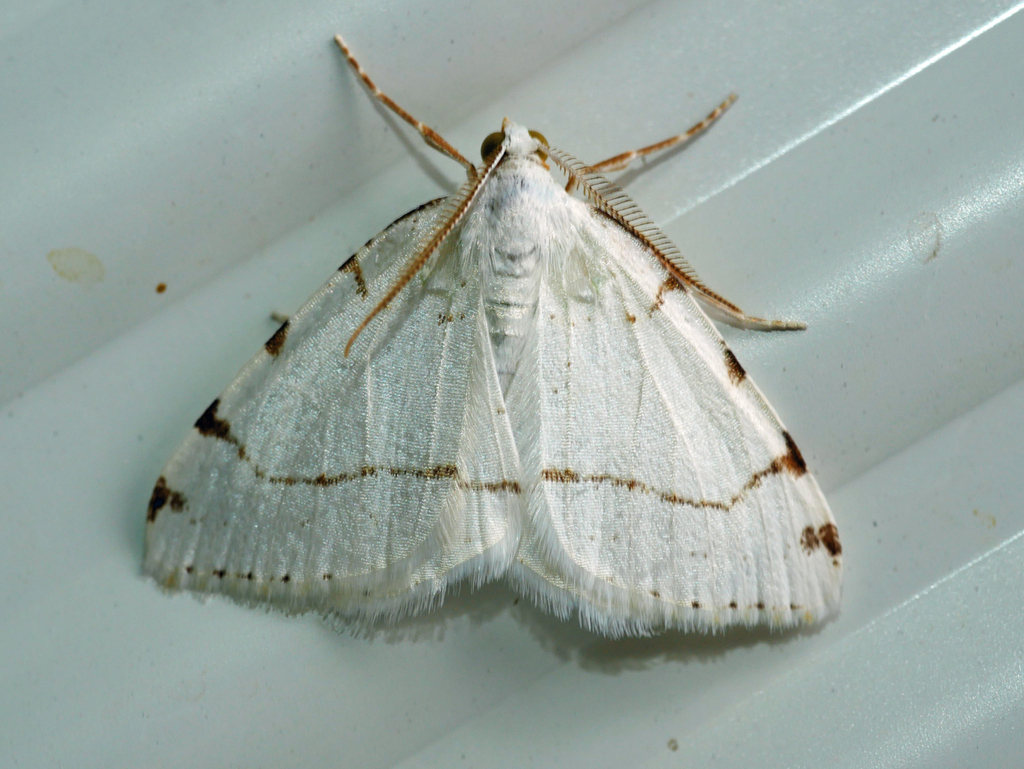 Lesser Maple Spanworm Moth from Mitchell, SD 57301, USA on July 27 ...
