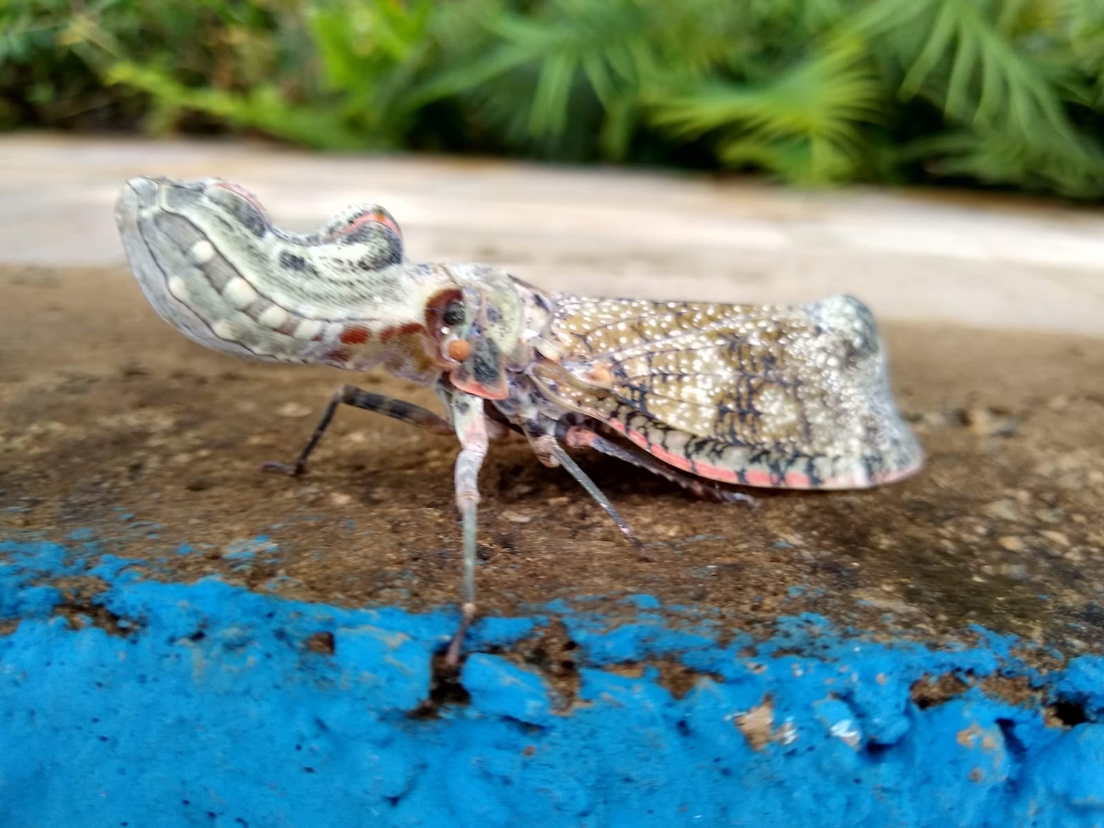 Fulgora laternaria (Linnaeus, 1758)
