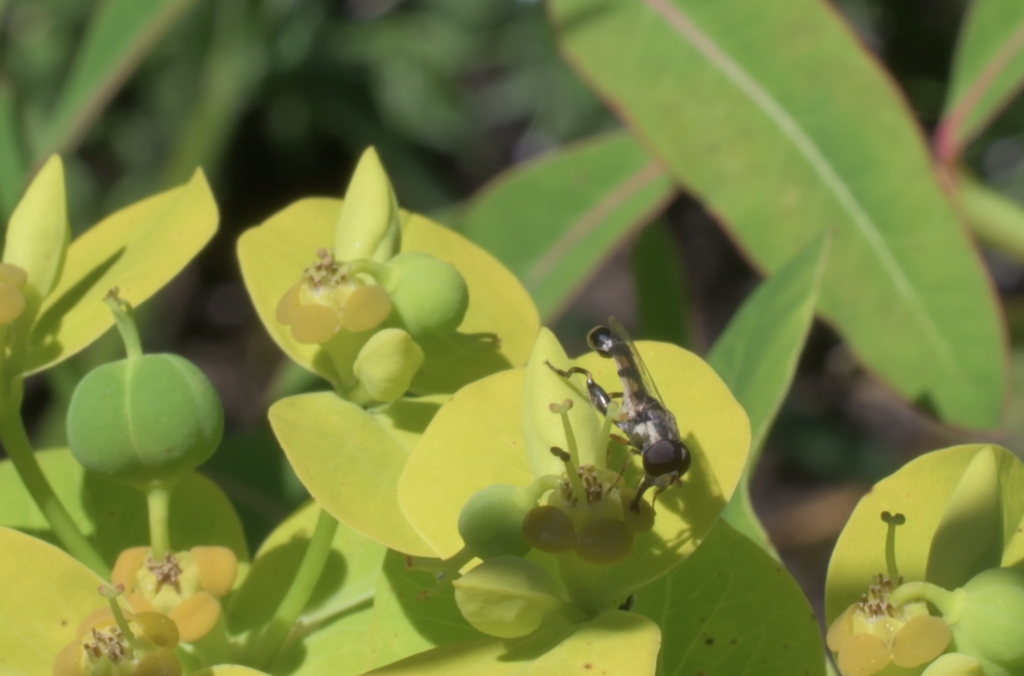 Thick-legged Hover Fly from Rockland, Victoria, BC, Canada on July 27 ...