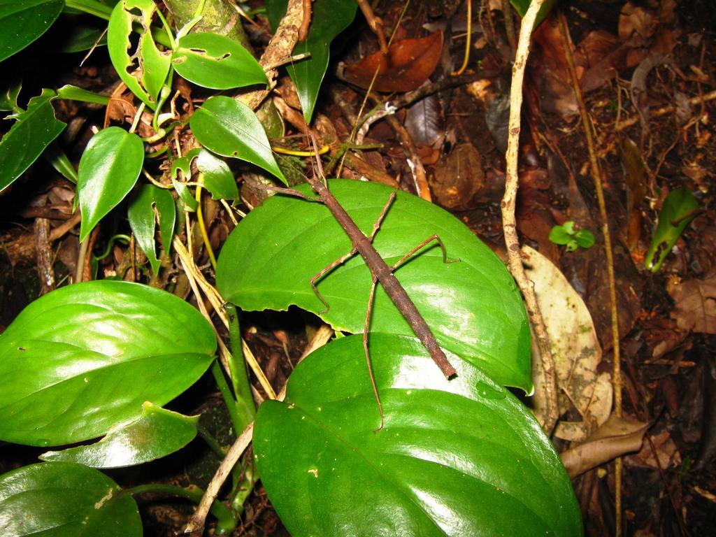 Insecto palo (Insectos de Veracruz. Parte 1) · iNaturalist