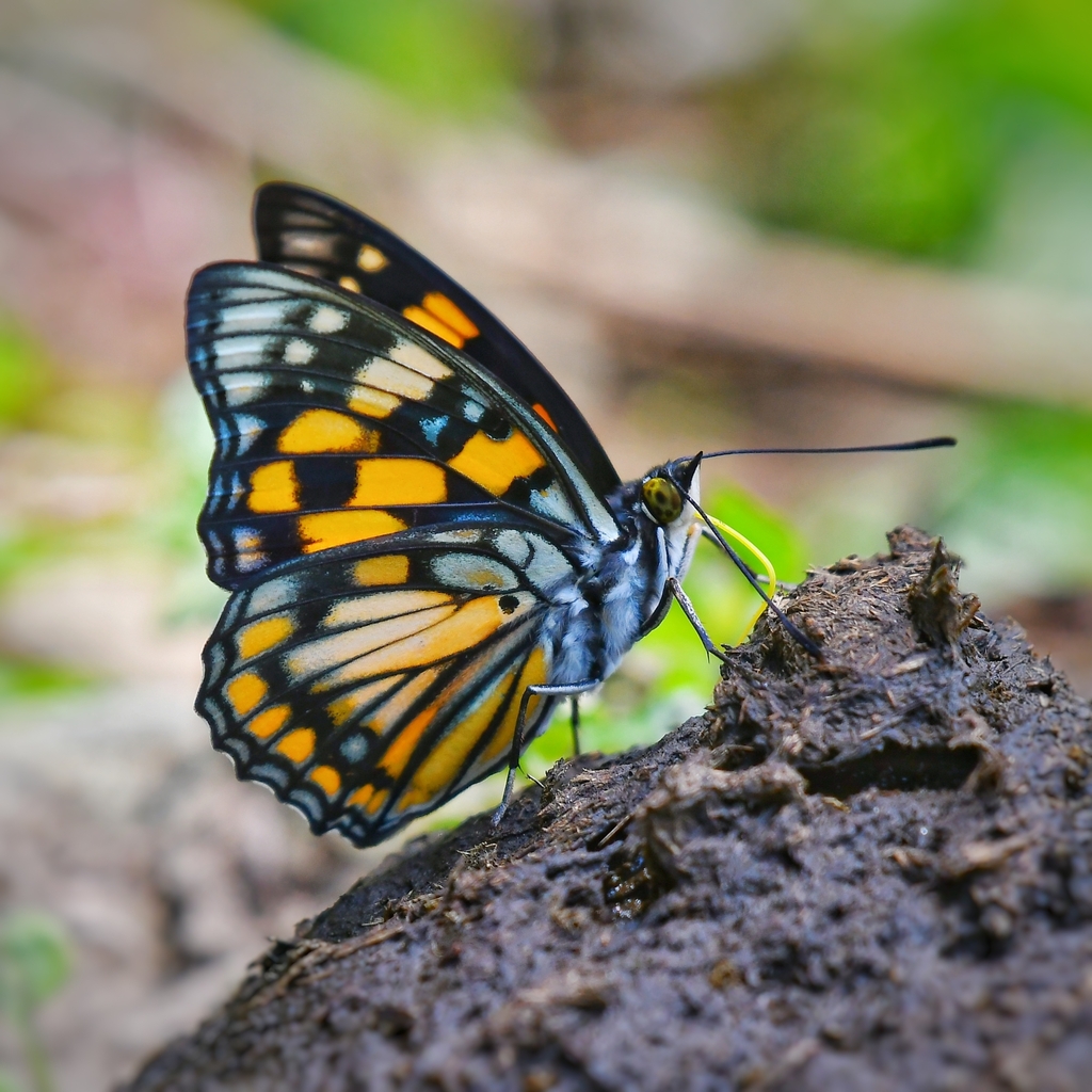 Western Courtier Butterfly from Devalsari Forest Rest House on June 4 ...