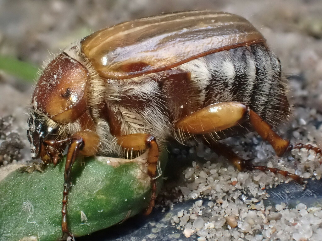 Summer Chafer from 8410 Rønde, Danmark on July 25, 2022 at 07:40 PM by ...
