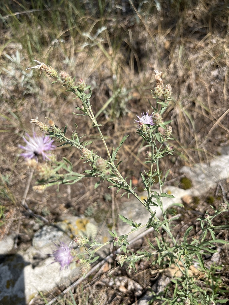diffuse knapweed from Littleton, CO, US on July 27, 2022 at 02:54 PM by ...