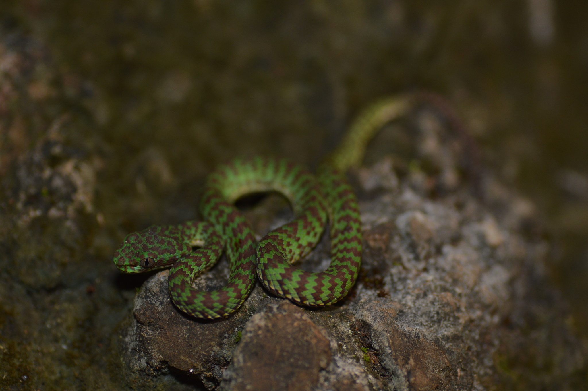 Trimeresurus venustus Vogel, 1991