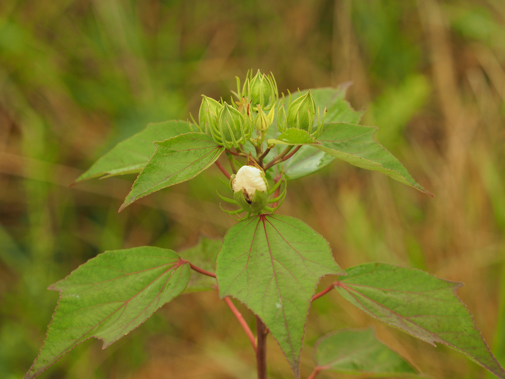 swamp rose mallow from Occoquan Bay National Wildlife Refuge, Prince ...