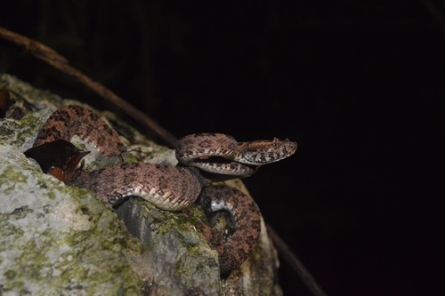 Three horned-scaled pitviper (Protobothrops sieversorum) - Snakes and ...