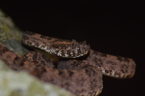 Three horned-scaled pitviper (Protobothrops sieversorum) - Snakes and ...