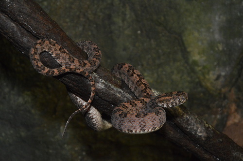 Three horned-scaled pitviper (Protobothrops sieversorum) - Snakes and ...