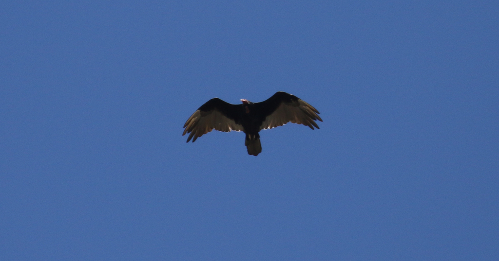 Turkey Vulture from Sacramento, California, United States on July 22 ...