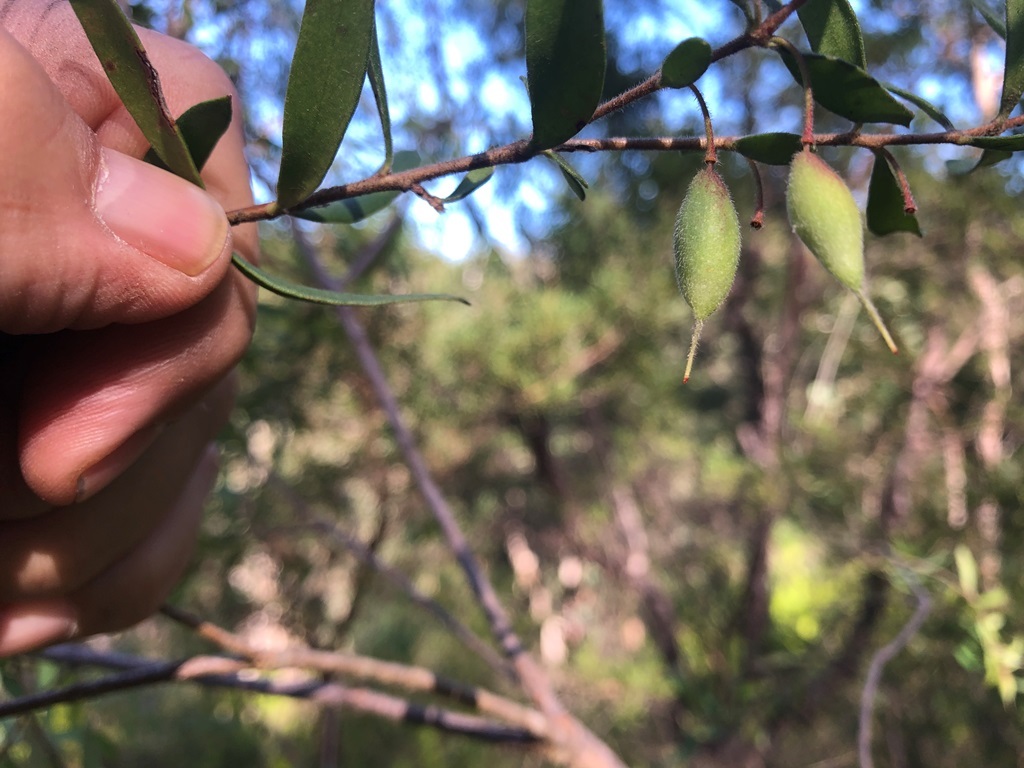 Persoonia sericea A.Cunn. ex R.Br.