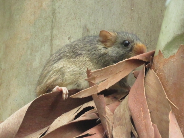 Greater Wilfred's Red-nosed Mouse in July 2022 by jbugoni. Trepado em ...