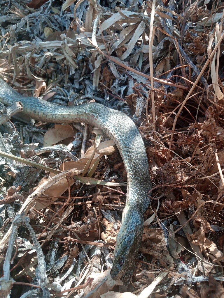 Colubrid Snakes from Plakias on July 9, 2022 at 03:21 PM by maretina ...