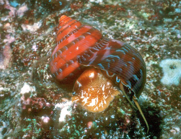 Tapestry Turban Snail from Enewetak Atoll, RMI on July 12, 1982 by ...