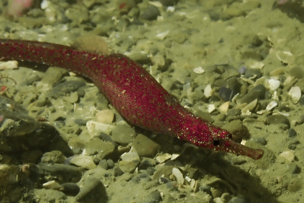 Longsnout Pipefish (Leptonotus norae) - Marine Life Identification
