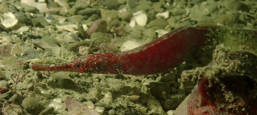 Longsnout Pipefish (Leptonotus norae) - Marine Life Identification