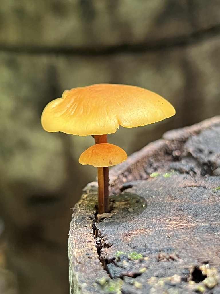 Heimiomyces tenuipes from Albert Johnson Rd, Nashville, IN, US on July ...
