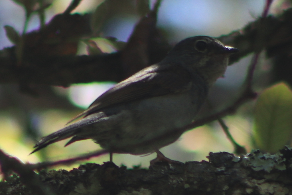 Brown-backed Solitaire in July 2022 by Los Marmoles · iNaturalist