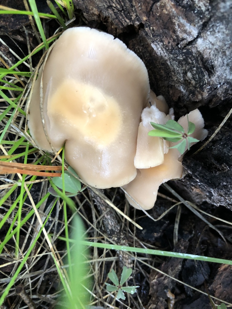 chestnut brittlestem from Apache County, US-AZ, US on July 27, 2022 at ...