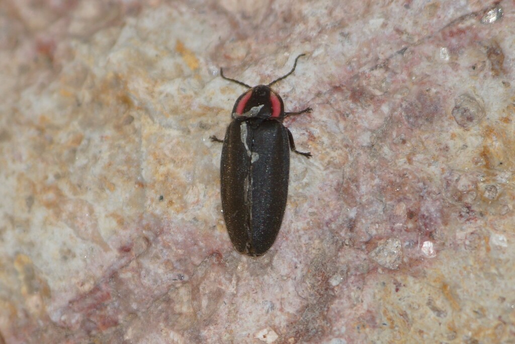 Diurnal Fireflies from Cochise, Arizona, United States on July 16, 2022 ...