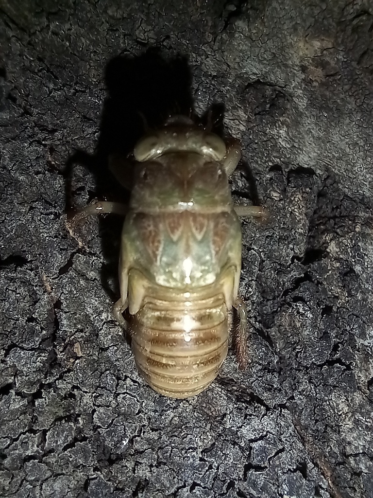 Ash Cicada from Escola Secundária José Gomes Ferreira on July 27, 2022 ...