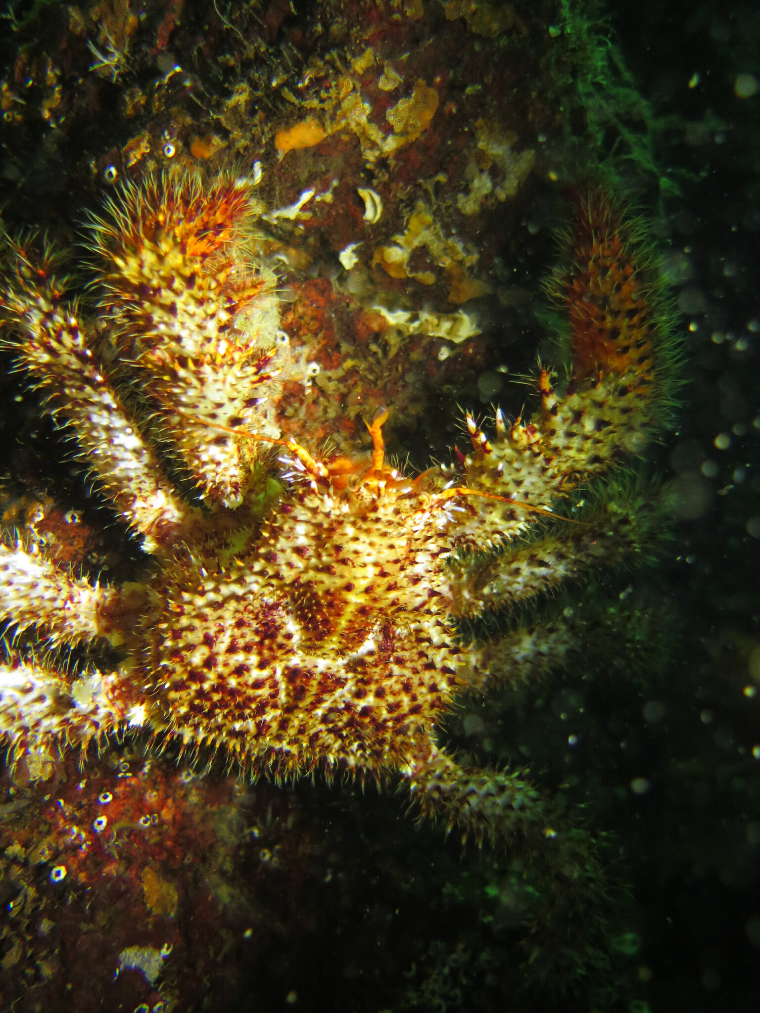 Acantholithodes hispidus (Stimpson, 1860)