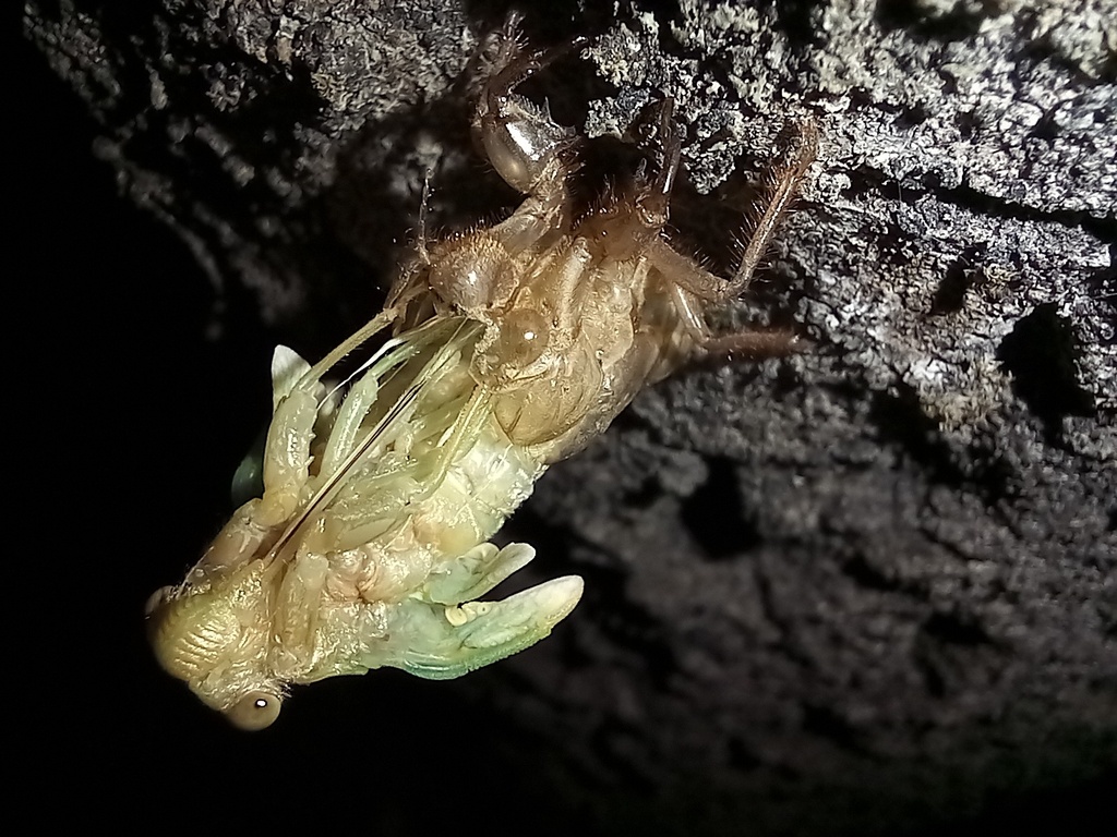 Ash Cicada from Escola Secundária José Gomes Ferreira on July 27, 2022 ...