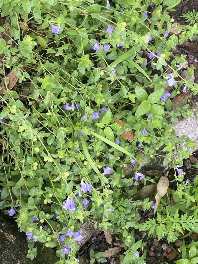Mexican Skullcap from Coronado National Forest, Nogales, AZ, US on July ...