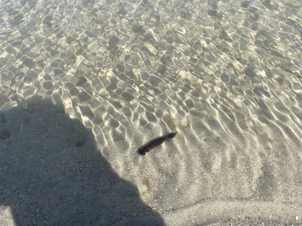 West Atlantic Mantis Shrimp from North Atlantic Ocean, NC, US on July ...