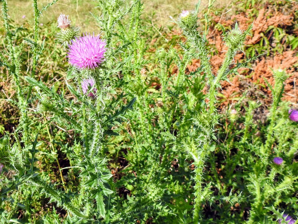 Broad-winged Thistle from Rockbridge County, VA, USA on July 25, 2022 ...