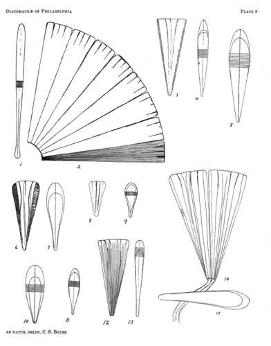 (Licmophora lyngbyei)