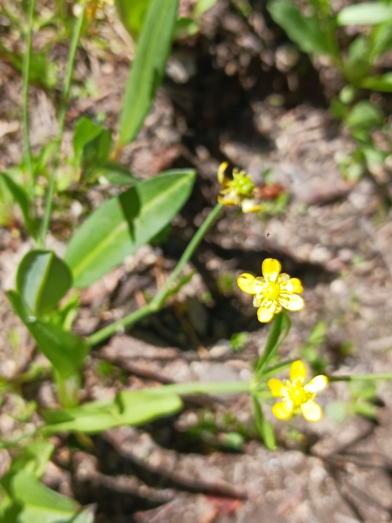 Ranunculus alismifolius hartwegii from Baker County, US-OR, US on July ...