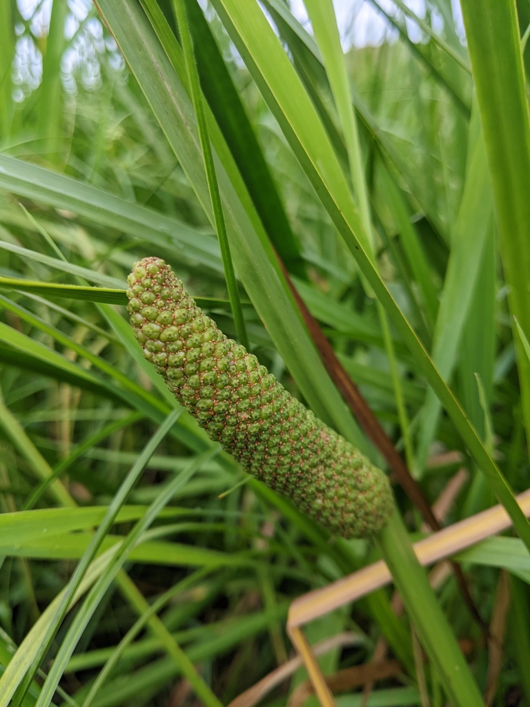 American Sweet-Flag in July 2022 by Natalie. Off centre mid vein, 2-6 ...