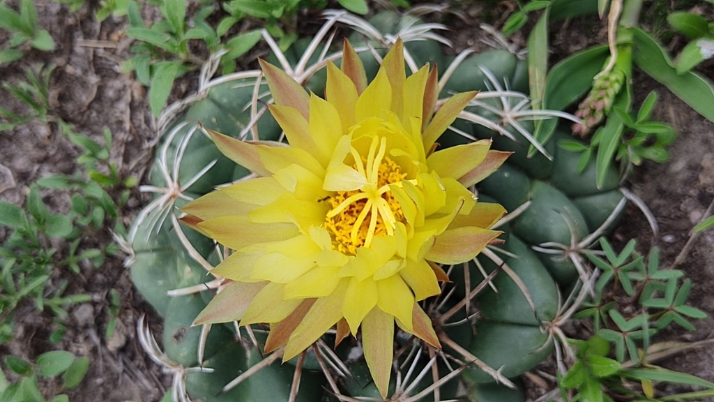 Coryphantha pycnacantha in July 2022 by Aldo Zaldivar · iNaturalist