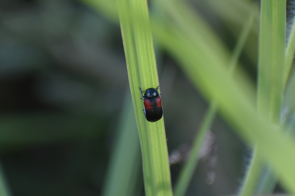 Saxinis apicalis from Meoqui, Chih., México on July 27, 2022 at 05:56 ...