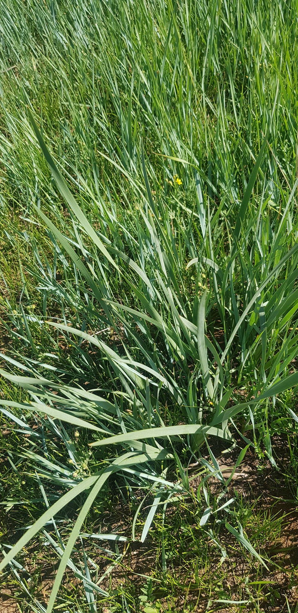 Leymus chinensis (Trin.) Tzvelev