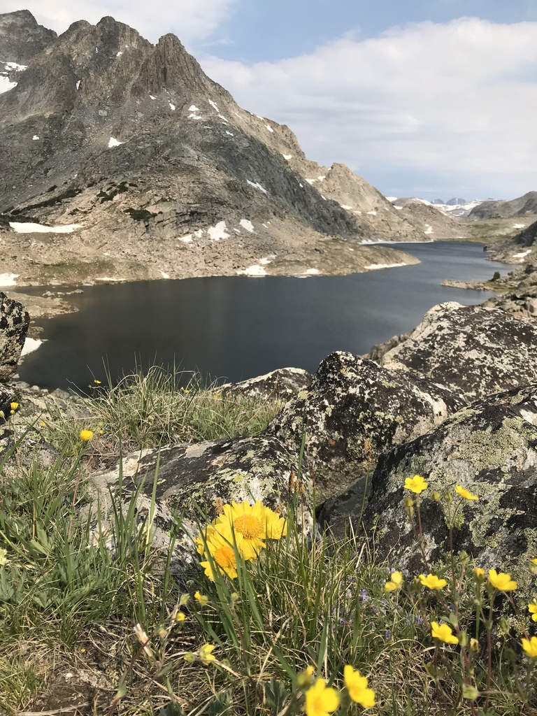 Alpine Sunflower from Bridger-Teton National Forest, Boulder, WY, US on ...