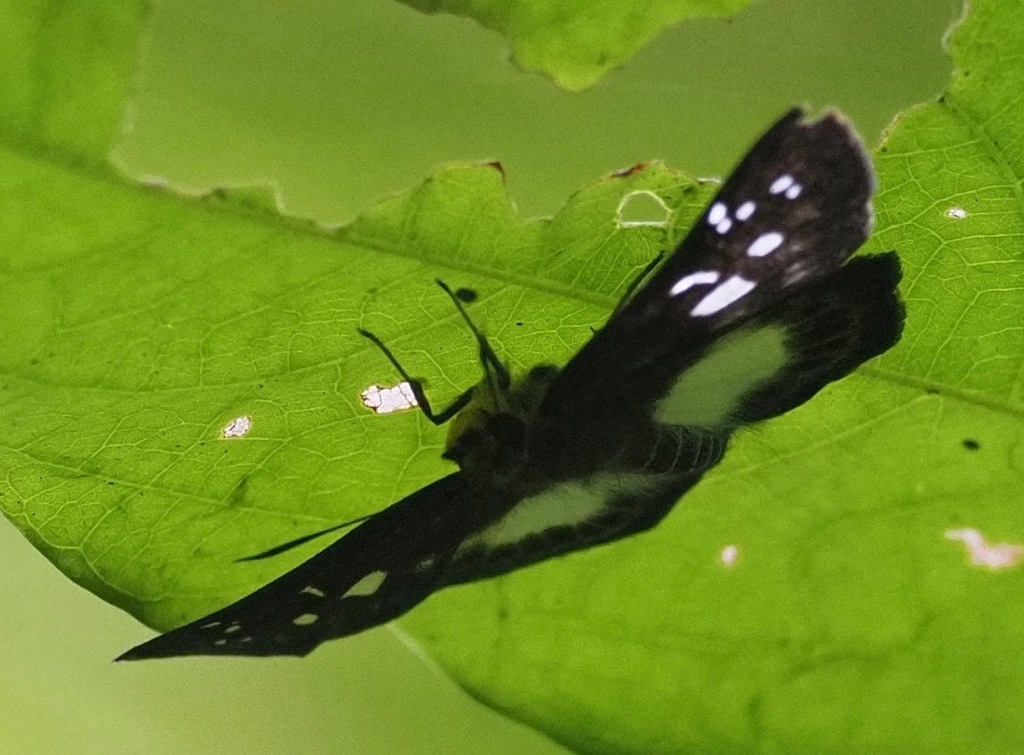 Gerosis from Taman Negara on July 08, 2022 at 12:24 PM by kenbehrens ...