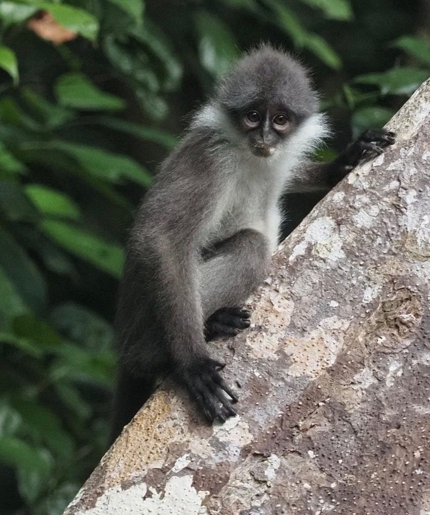 White-thighed Surili in July 2022 by kenbehrens · iNaturalist