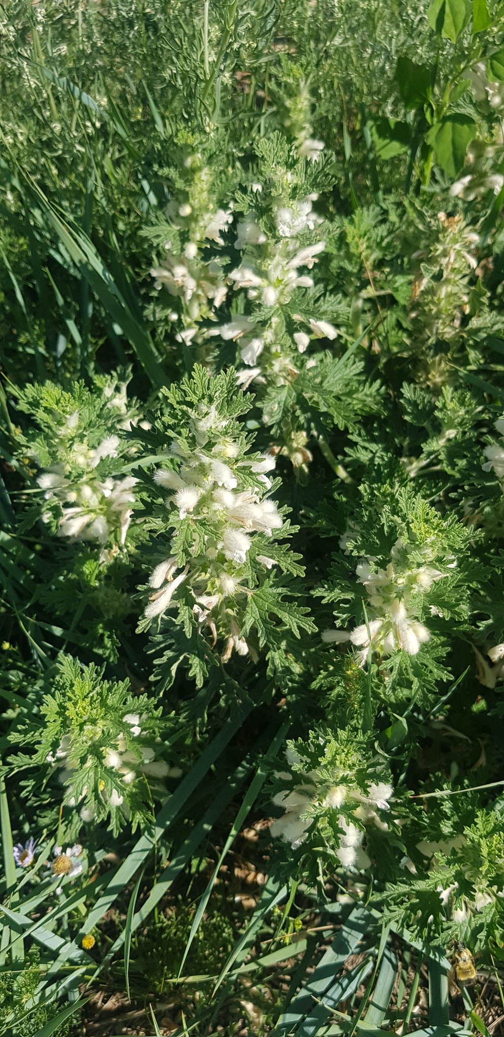Panzerina lanata (L.) Soják